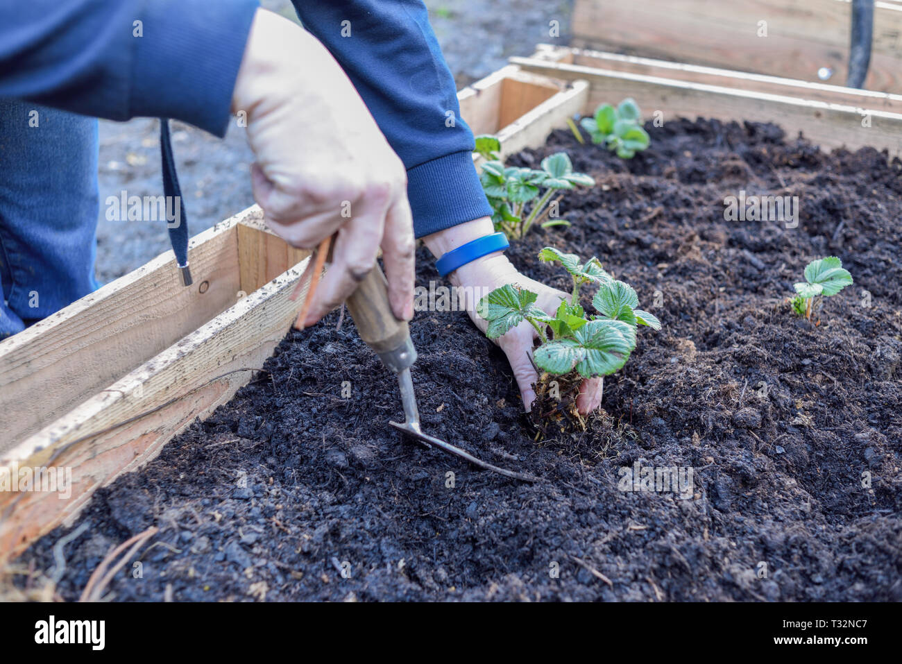 Planting young Strawberry Plants in raised beds Stock Photo - Alamy
