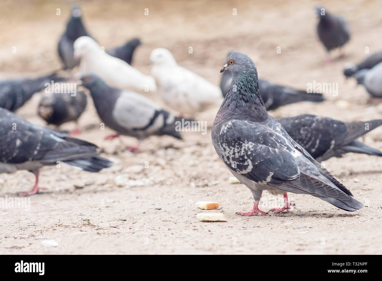 one pigeon from a flock of pigeons prepared to eat bread lying on the ...
