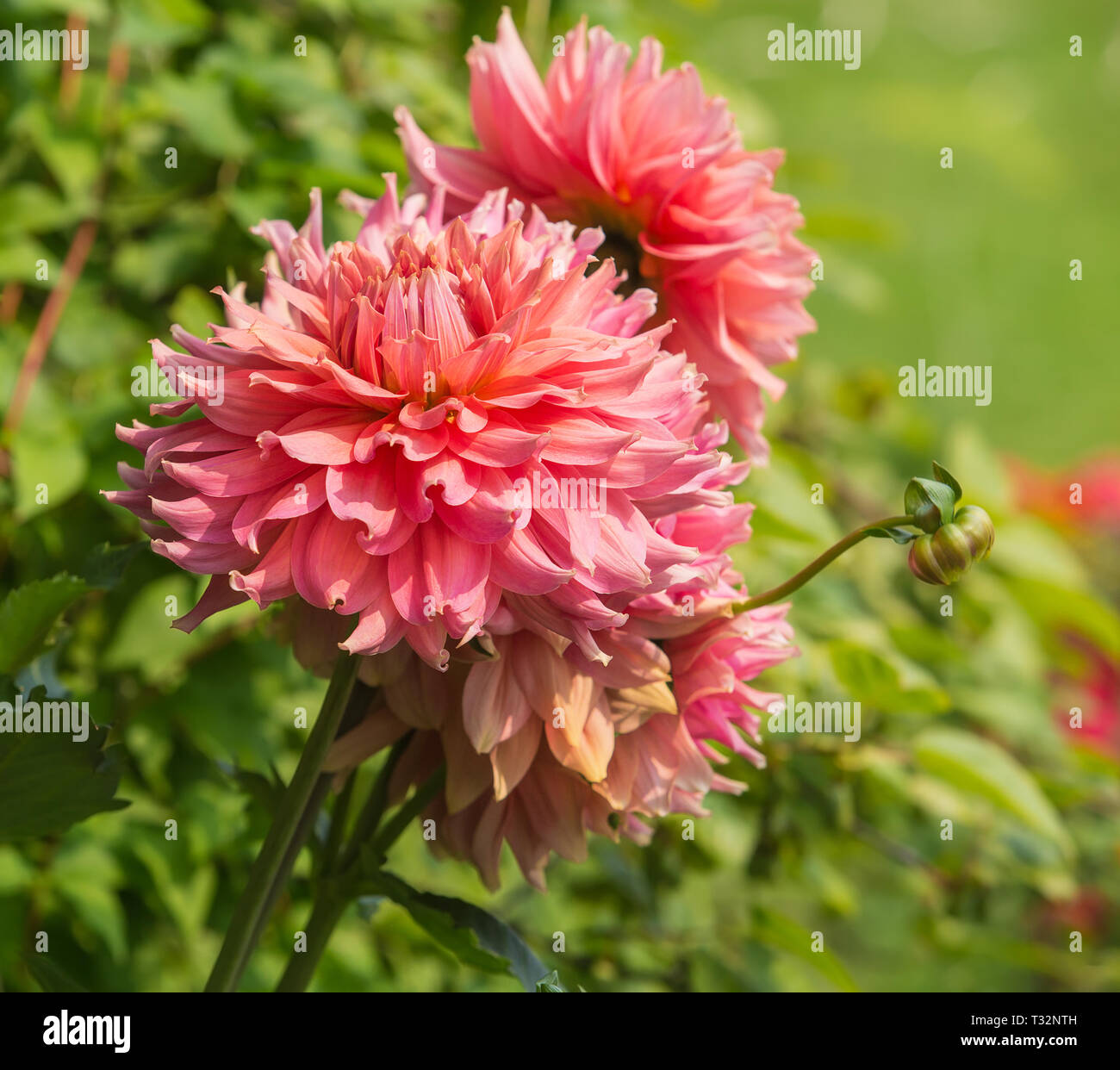 Big dahlias hi-res stock photography and images - Alamy