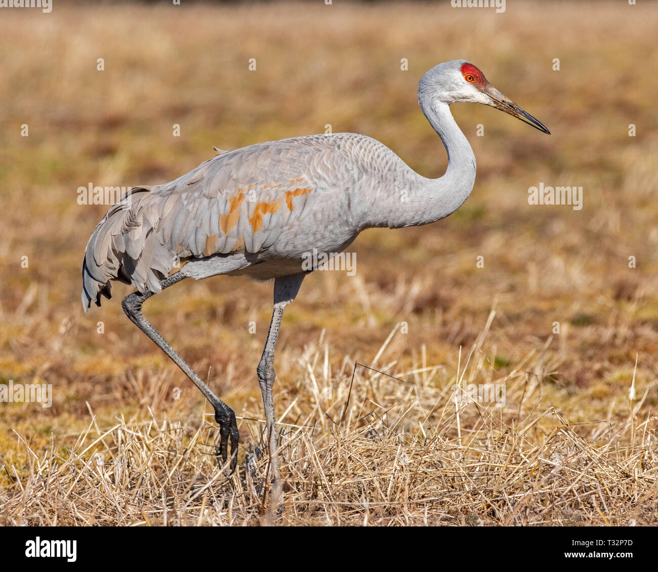 Sandhiil Crane foraging in a field Stock Photo - Alamy