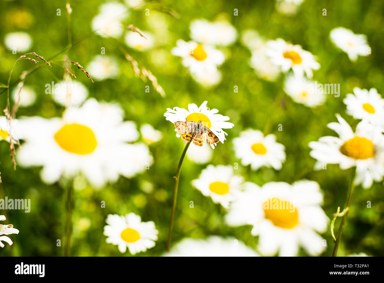 daisy field, closeup with moth Stock Photo - Alamy