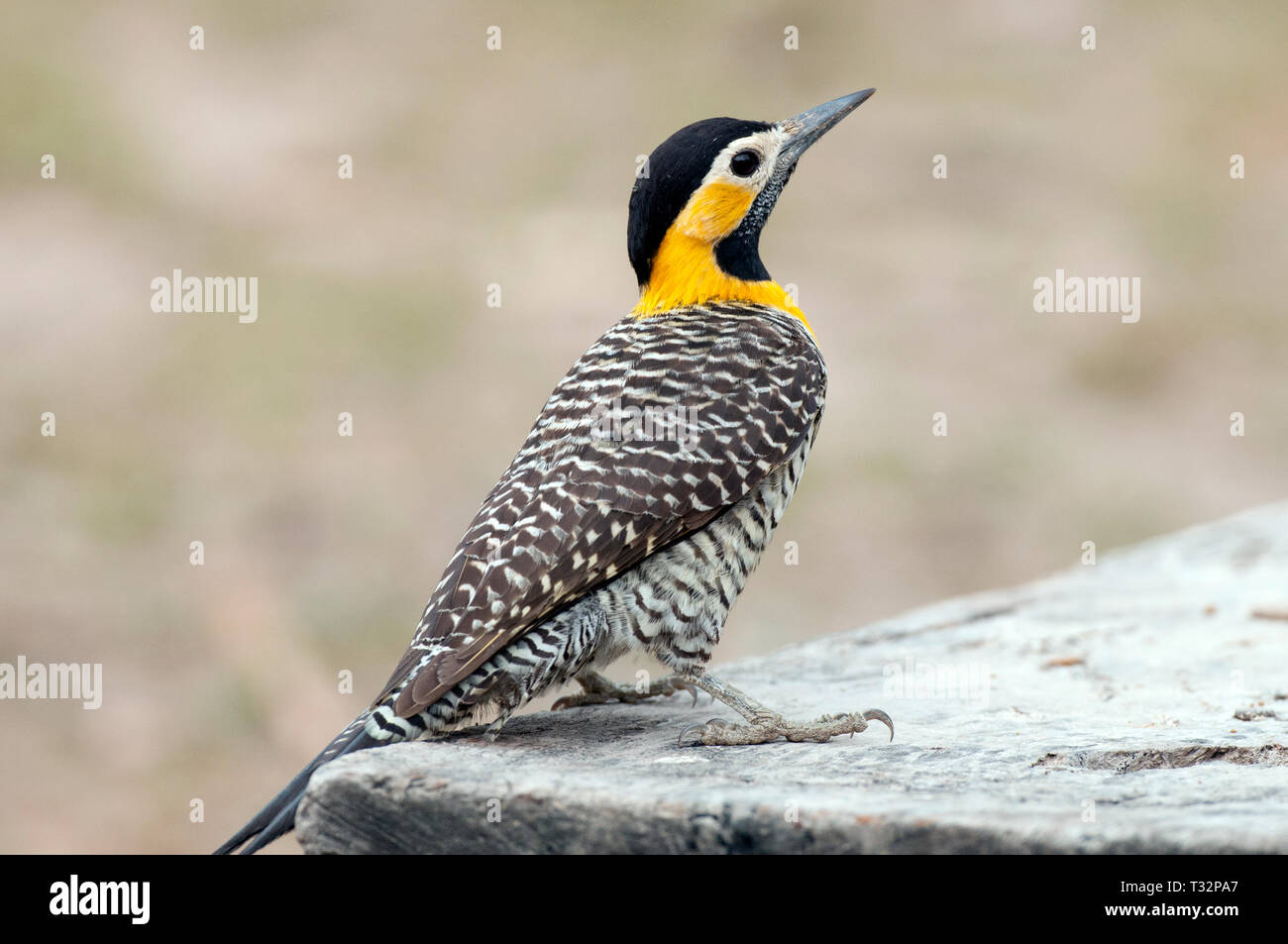 Campo flicker (Colaptes campestris) in The Pantanal Brazil Stock Photo ...