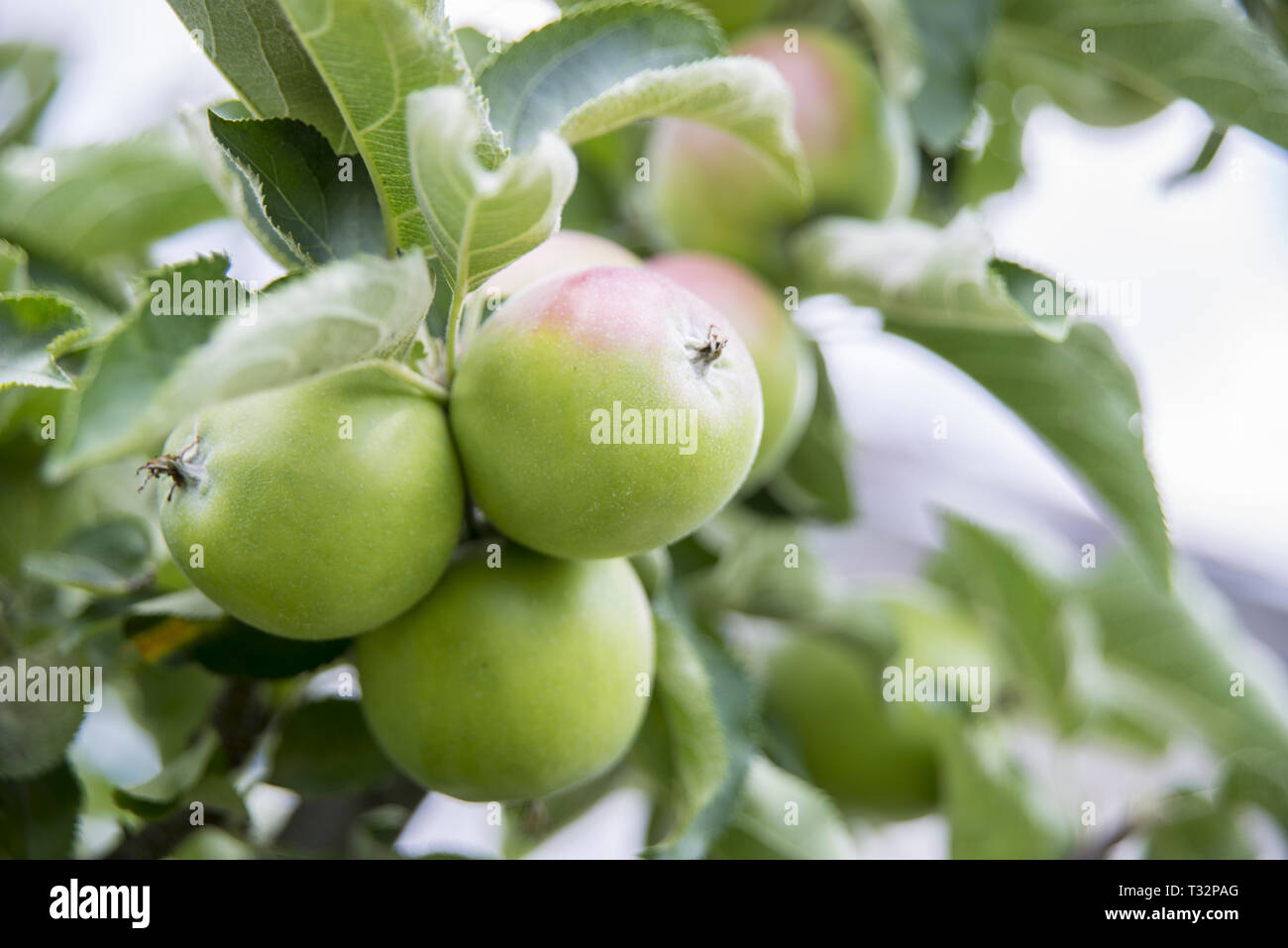 Green apples on a tree just before ripening with a small red spot Stock ...