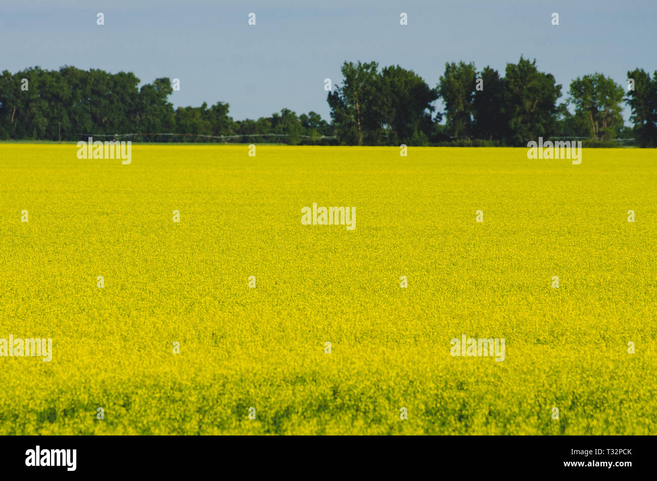Canola oil seed field hi-res stock photography and images - Alamy