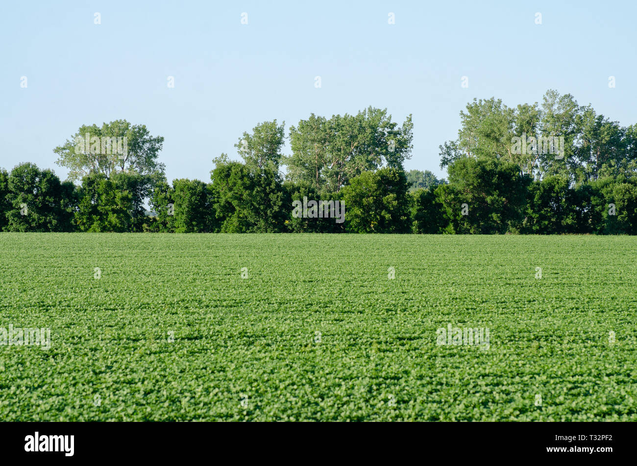 Green agricultural field in Manitoba Stock Photo - Alamy