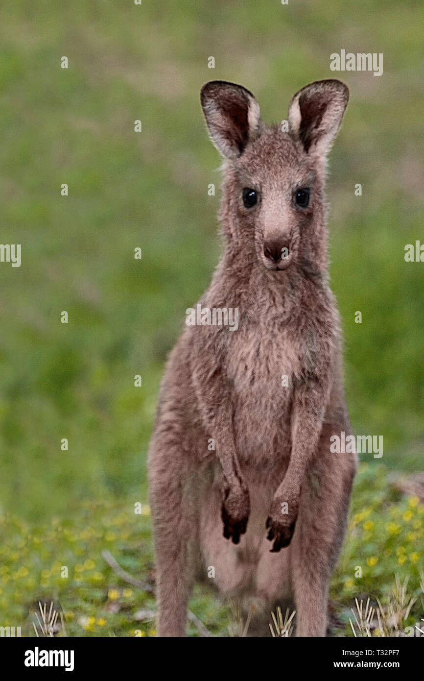 little kangaroo , australia Stock Photo - Alamy