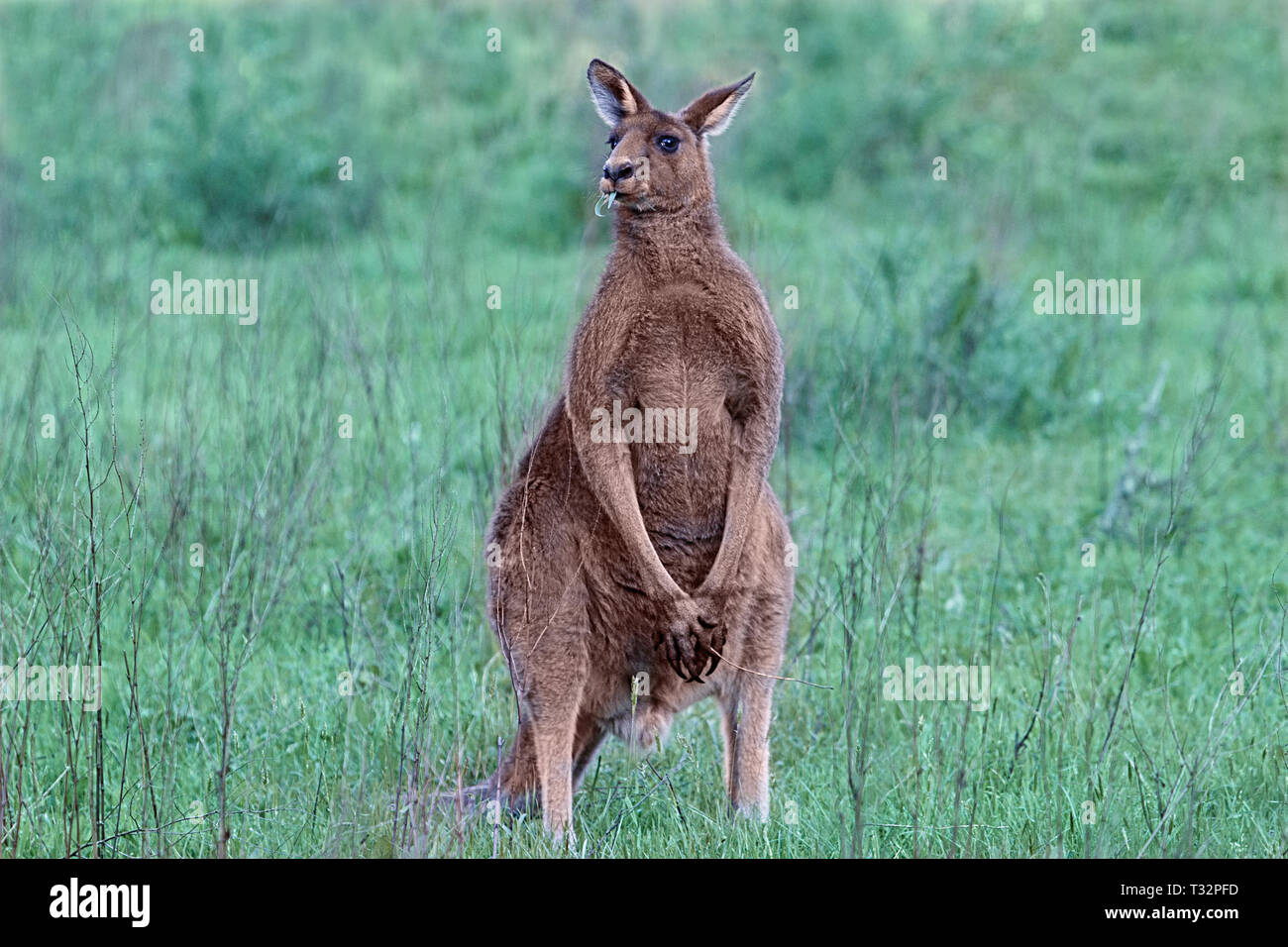 big kangaroo , australia Stock Photo - Alamy