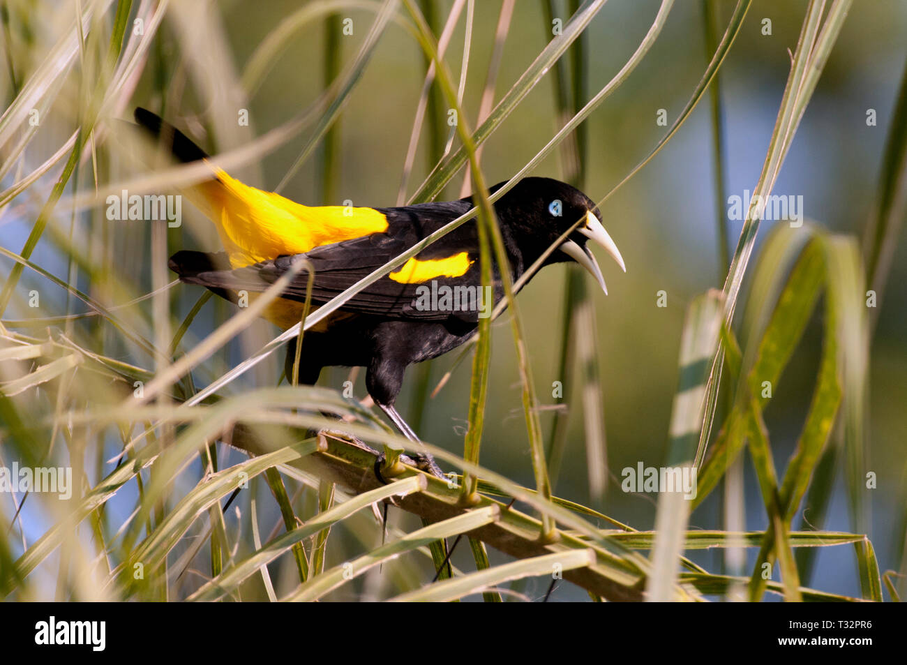 Yellow-rumped cacique (Cacicus cela) in the Pantanal Brazil Stock Photo ...