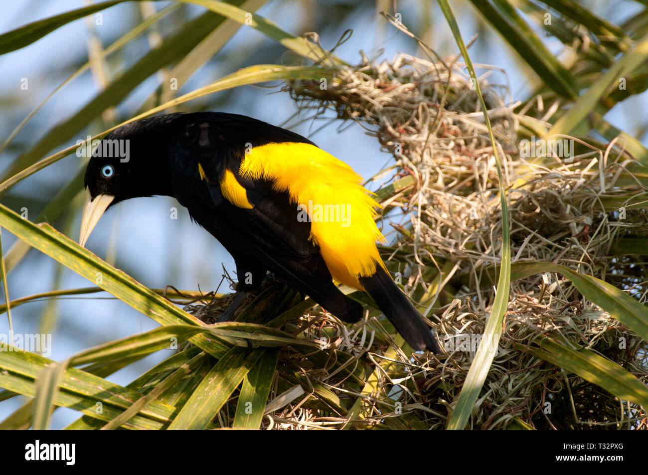 Yellow-rumped cacique (Cacicus cela) in the Pantanal Brazil Stock Photo ...