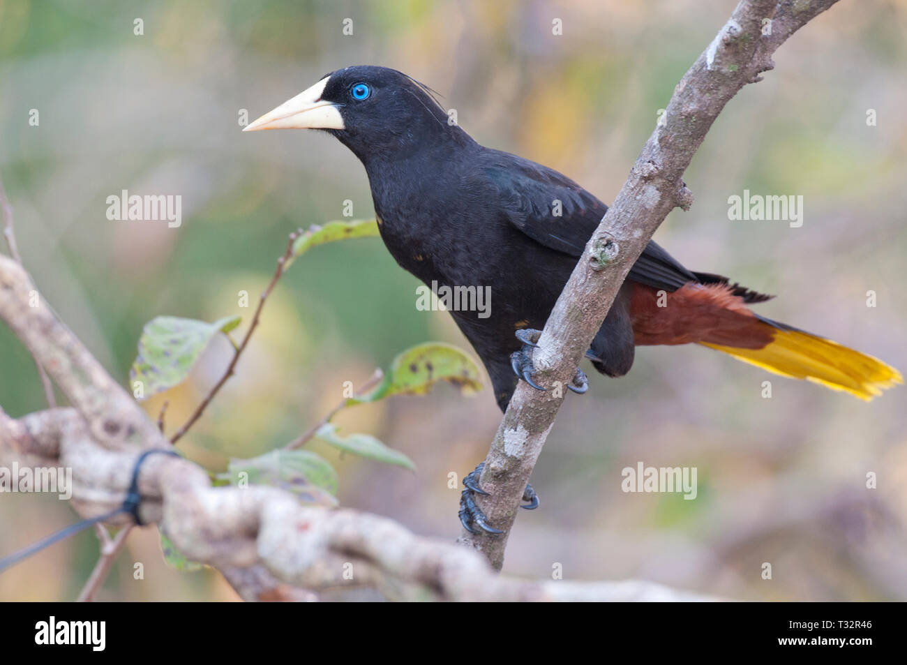 Crested oropendola (Psarocolius decumanus) in the Pantanal Brazil Stock Photo - Alamy