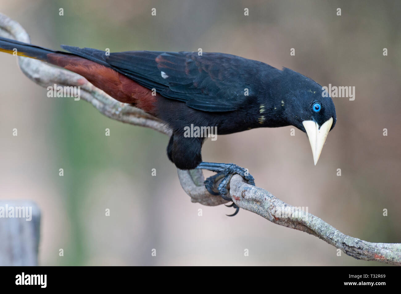 Crested oropendola (Psarocolius decumanus) in the Pantanal Brazil Stock ...