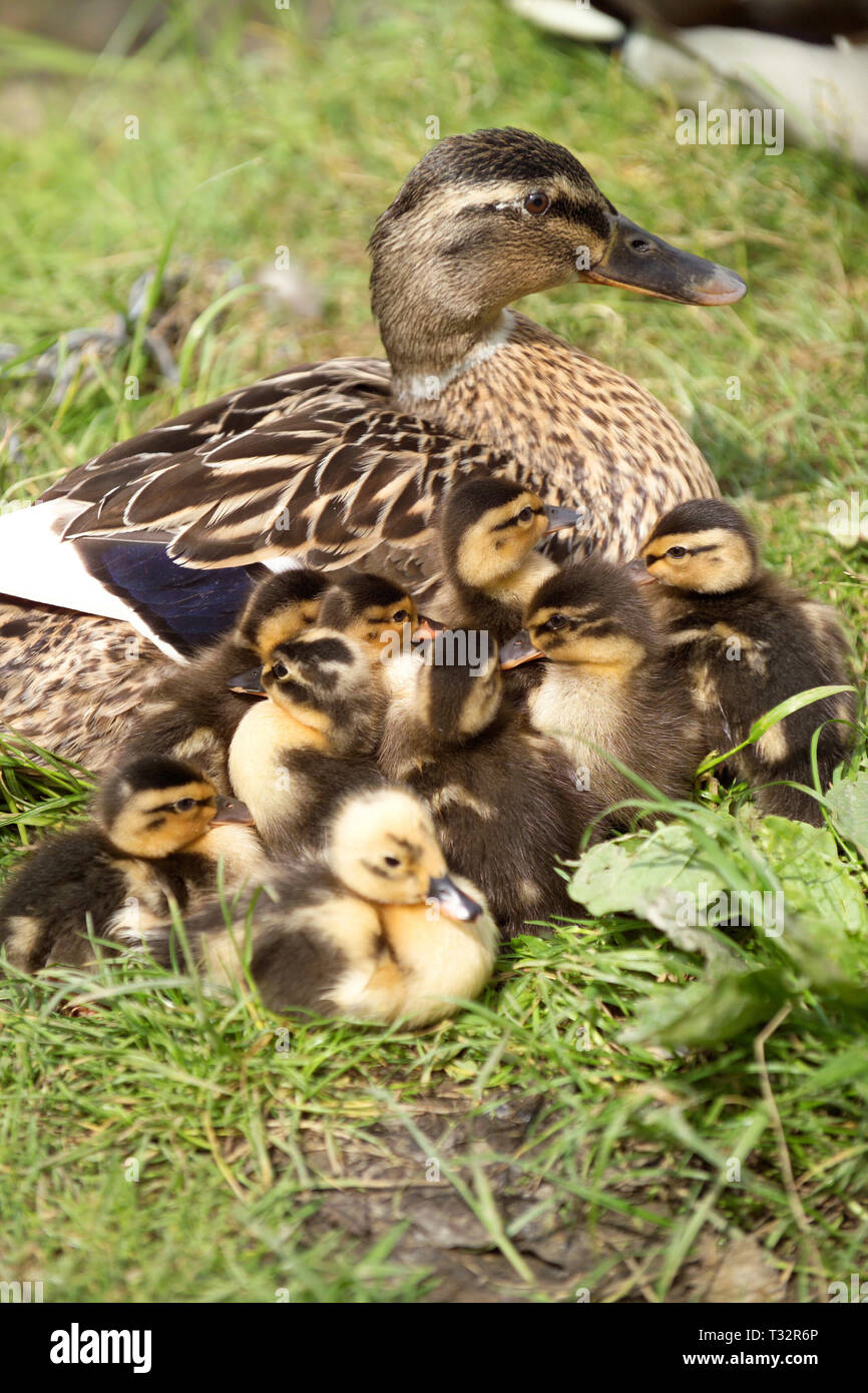 Baby ducklings hi-res stock photography and images - Alamy