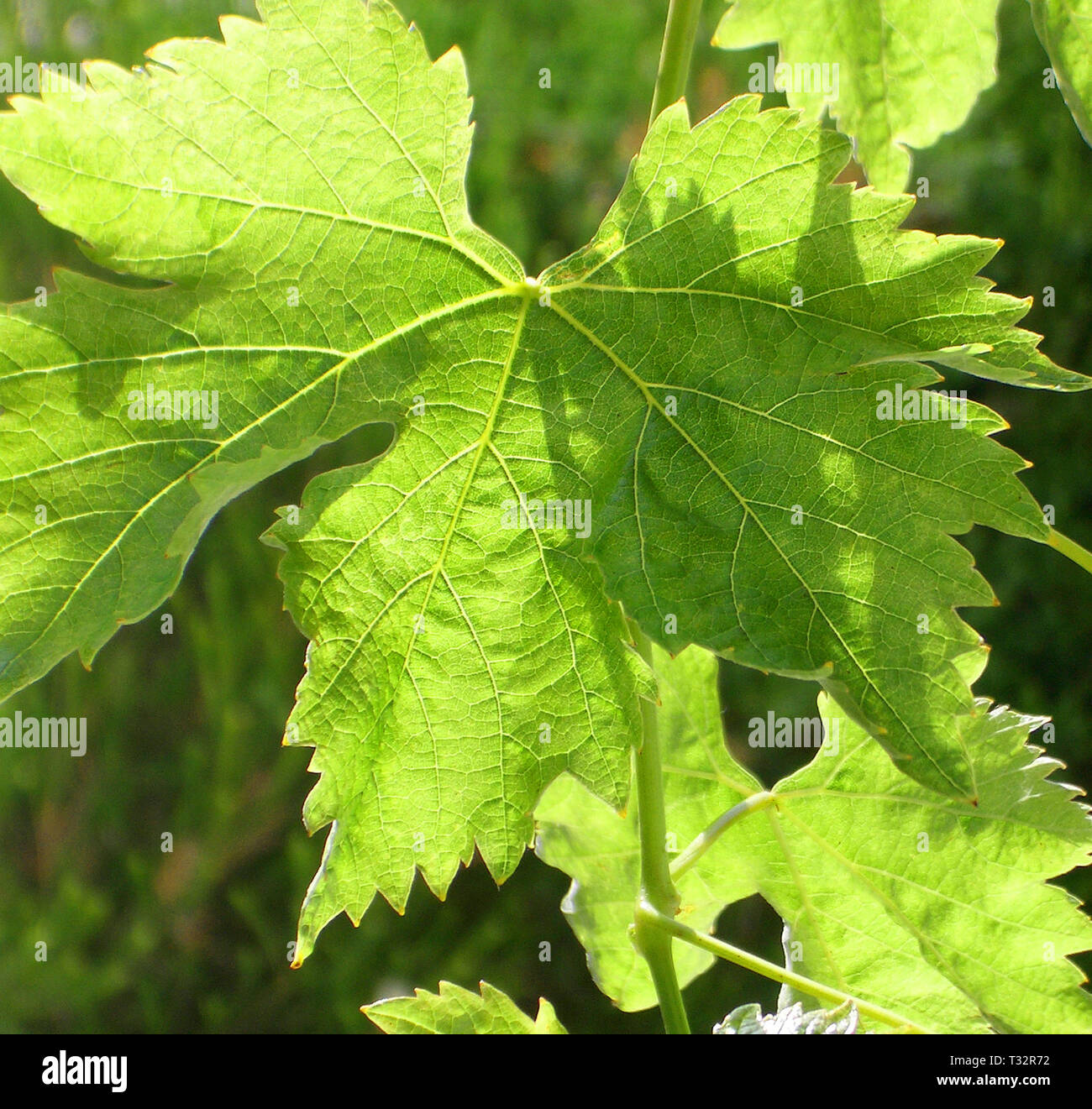 Ile de ray wine hi-res stock photography and images - Alamy