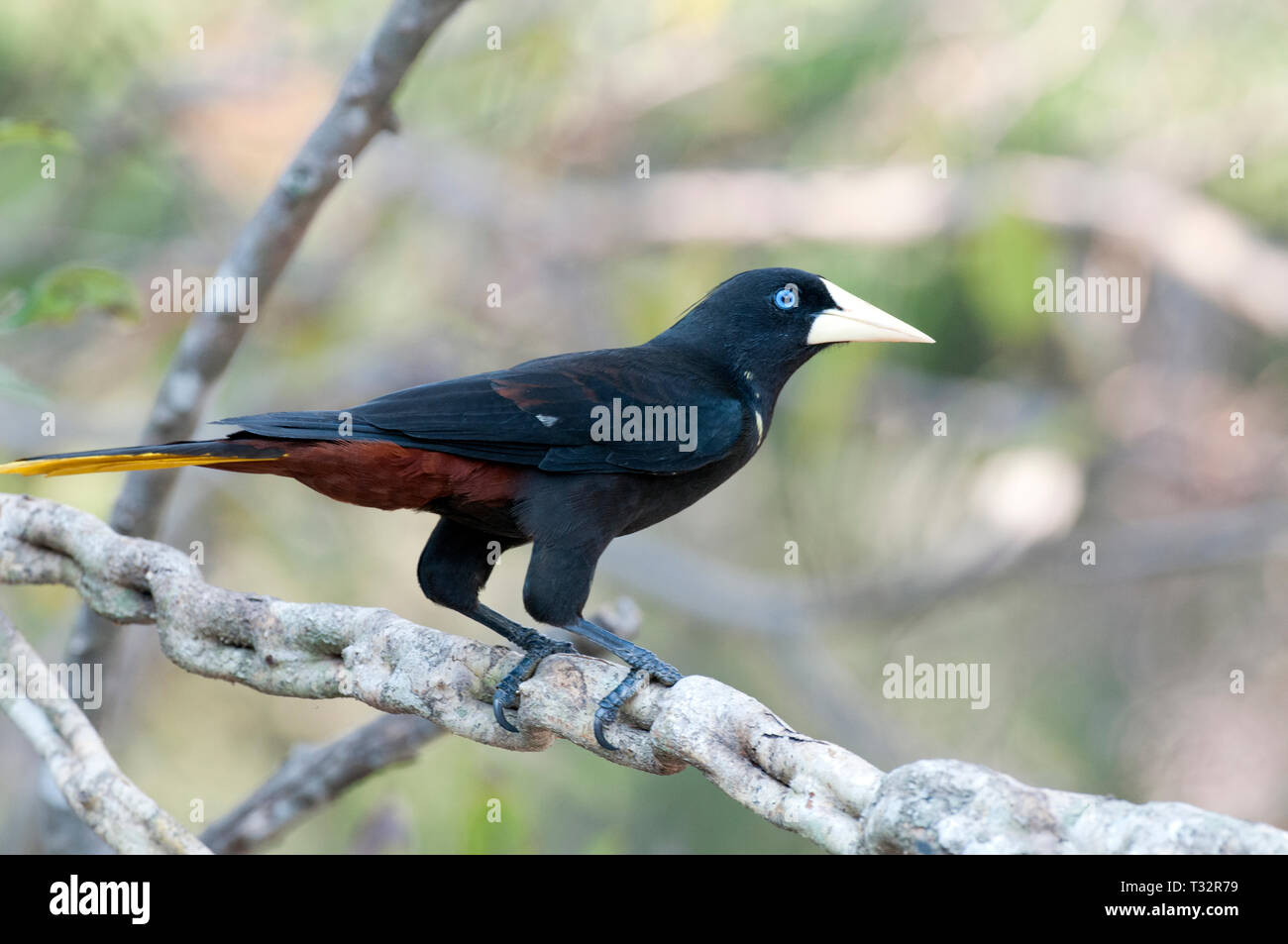 Crested oropendola (Psarocolius decumanus) in the Pantanal Brazil Stock ...