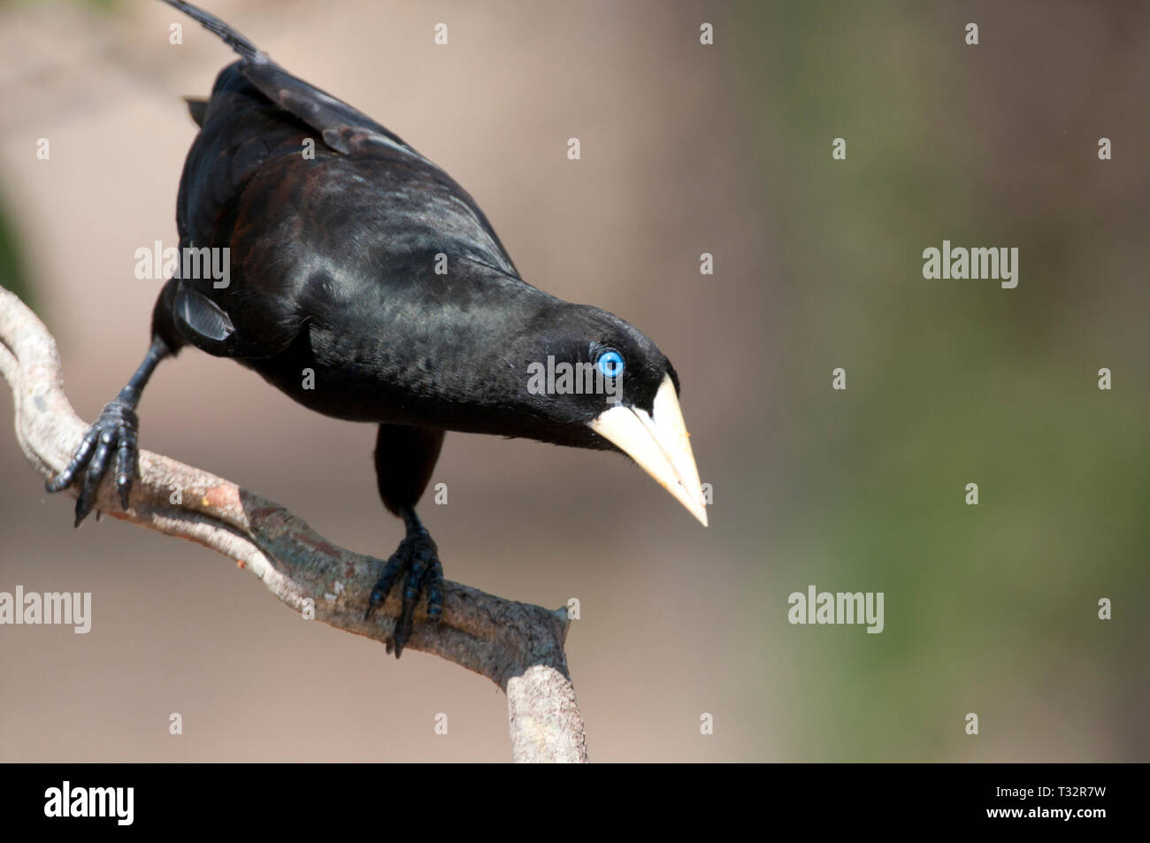 Crested oropendola (Psarocolius decumanus) in the Pantanal Brazil Stock ...