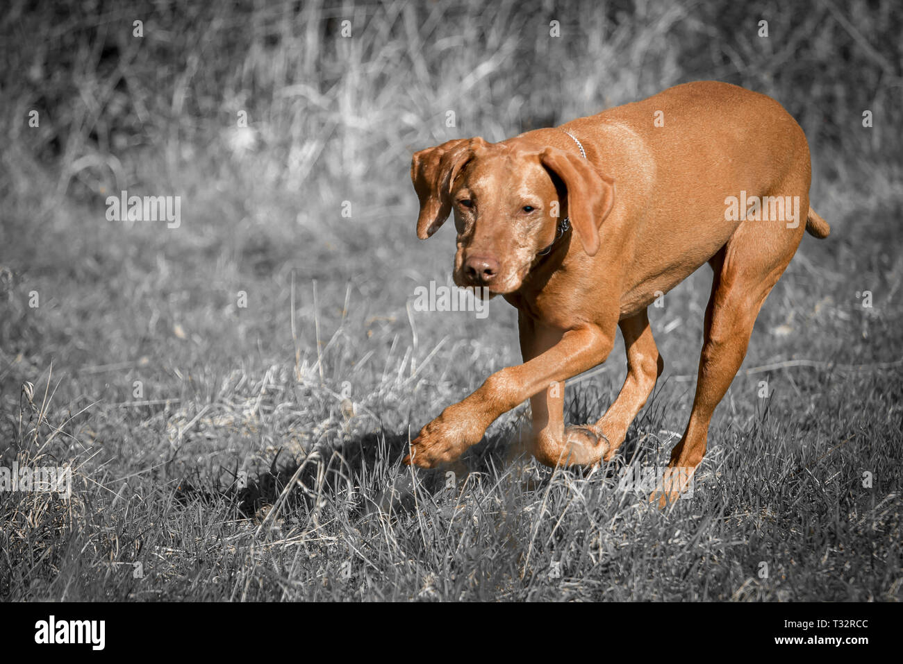 Hungarian visla hi-res stock photography and images - Alamy