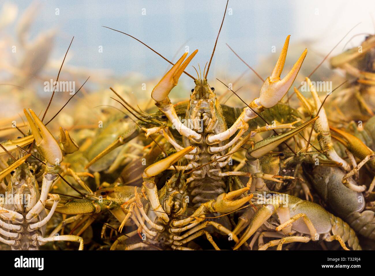 There are a lot of crayfish in a water tank on a farm where crustaceans ...