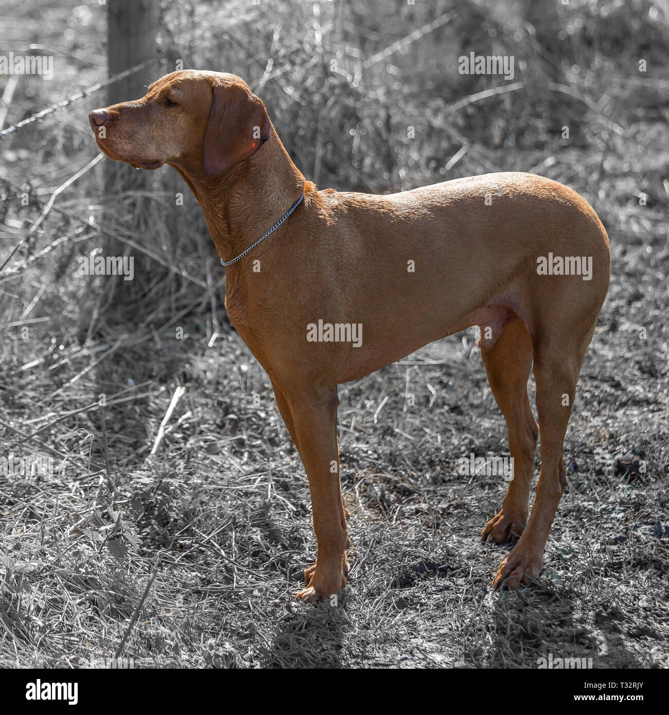 Hungarian visla hi-res stock photography and images - Alamy