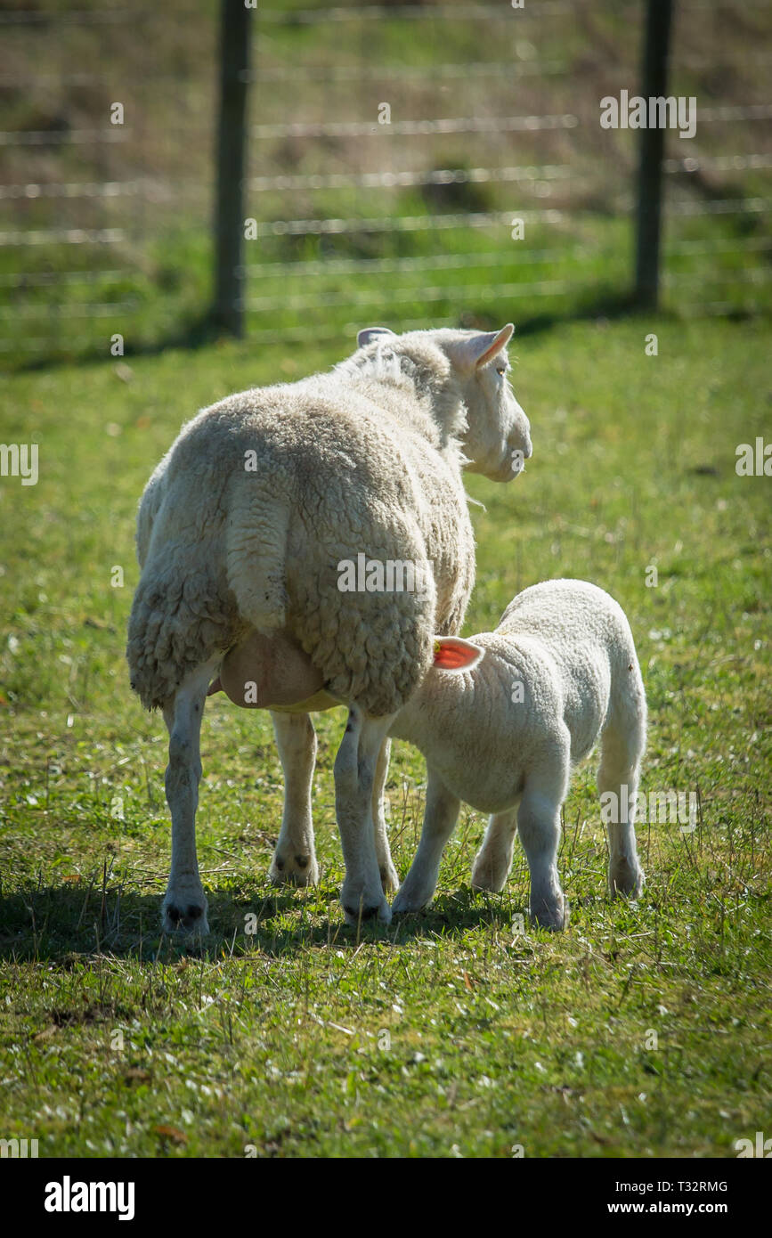 A Lamb taking mother milk Stock Photo - Alamy