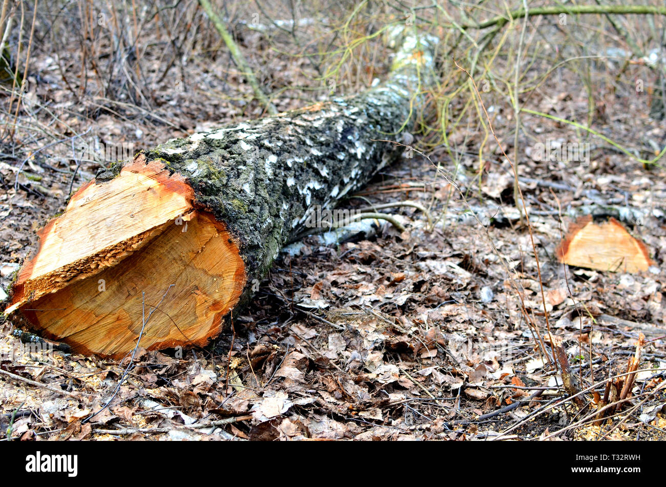 Illegal deforestation, destruction of nature, global catastrophe, the ...