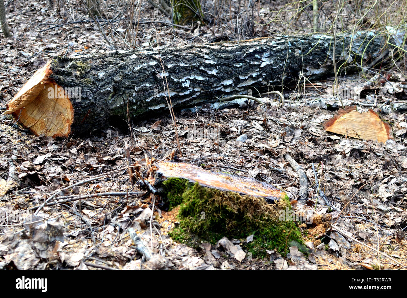 Illegal deforestation, destruction of nature, global catastrophe, the ...