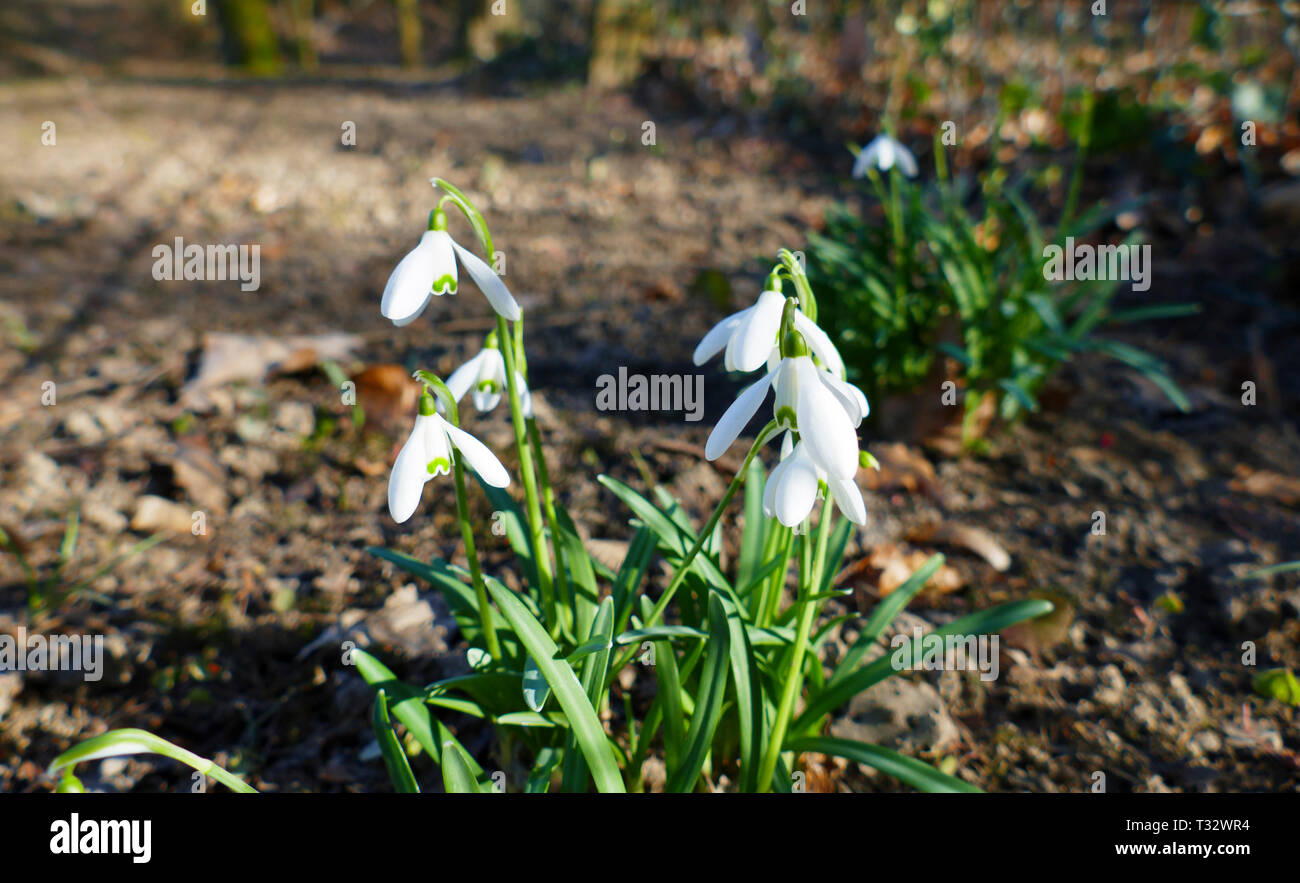 Ziergarten bluhen hi-res stock photography and images - Alamy