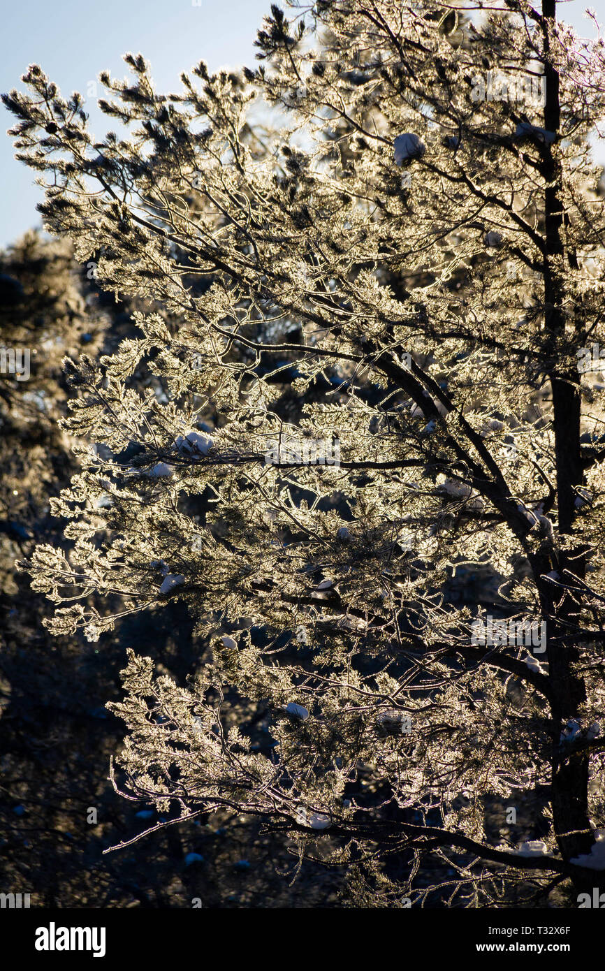 Sunlight passing through the ice and frost covering trees in a winter ...