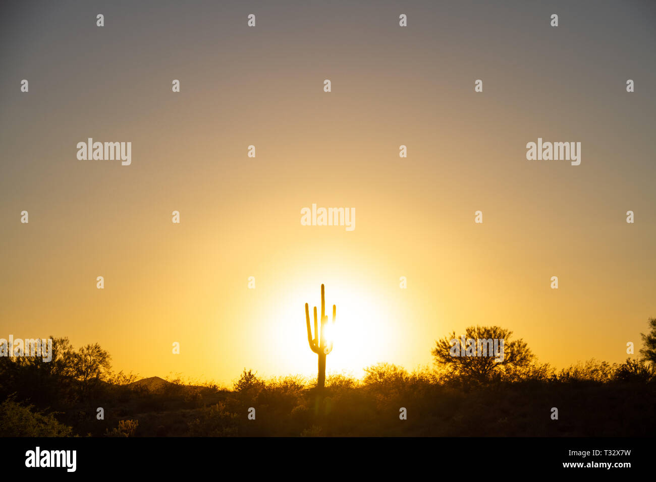 The sun setting over the desert under a cloudless sky with a saguaro ...