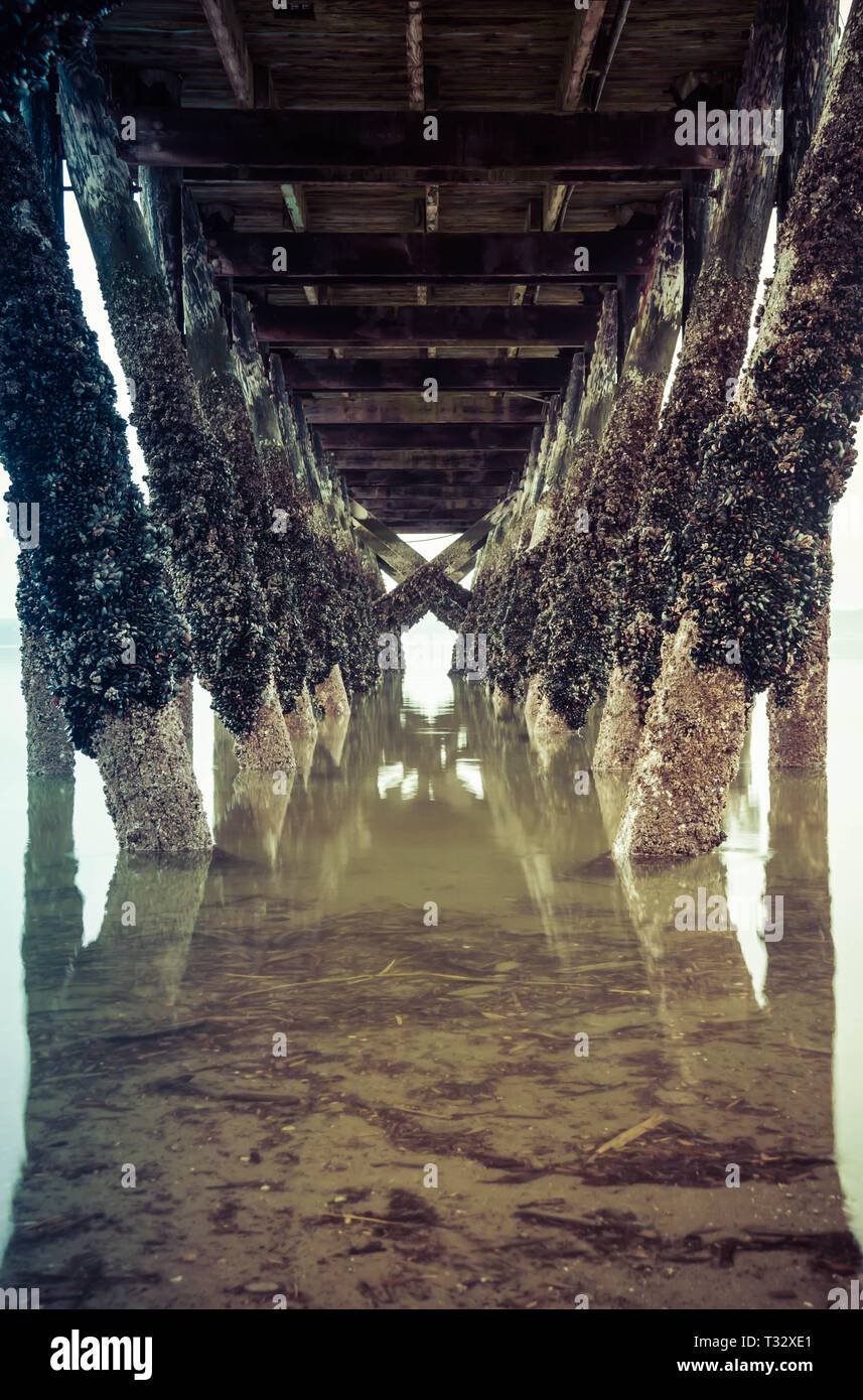 The symmetry of the piling under a fishing pier with barnacles ...