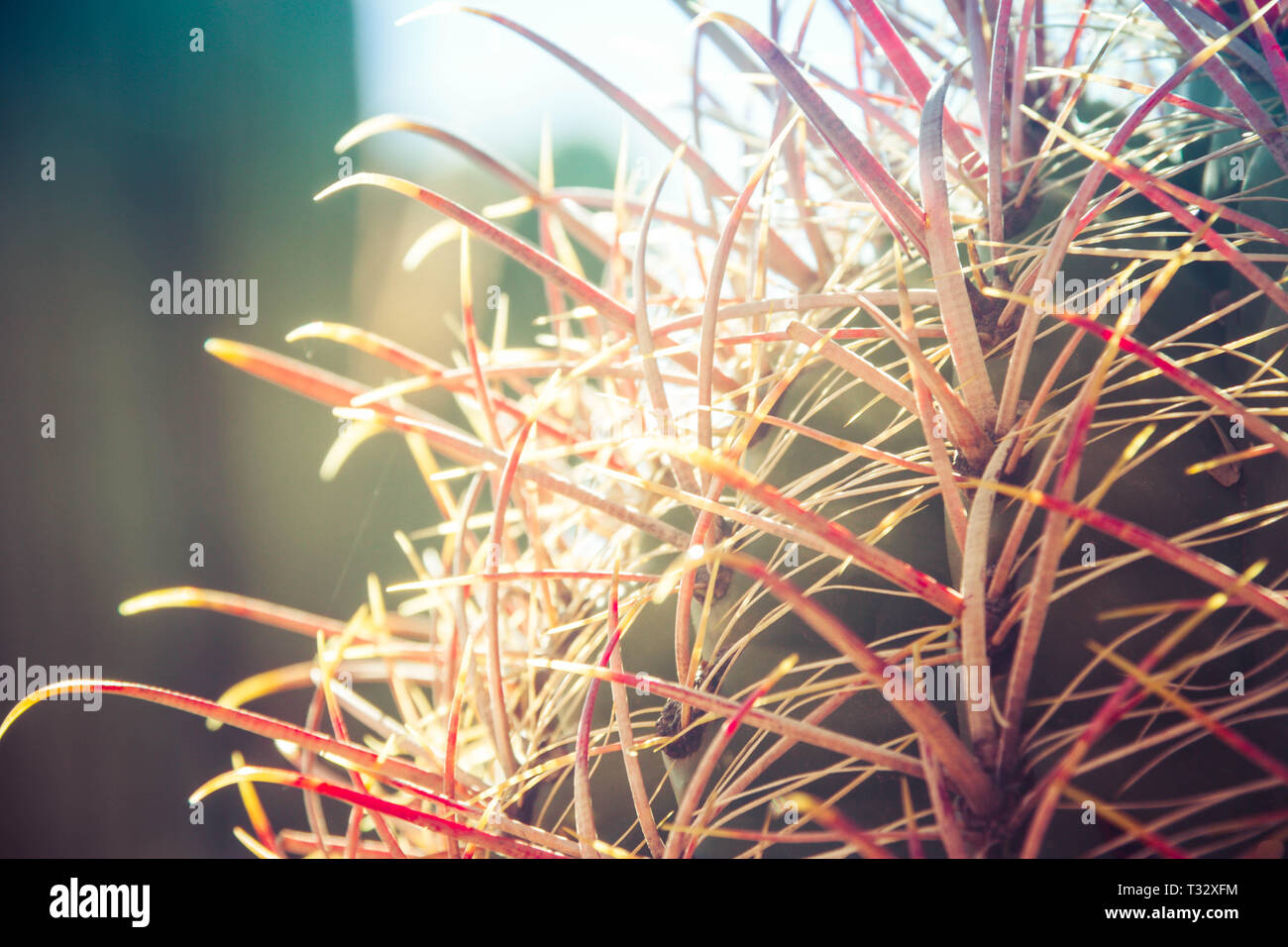 Close up image of the red spikes of a cactus with the background ...