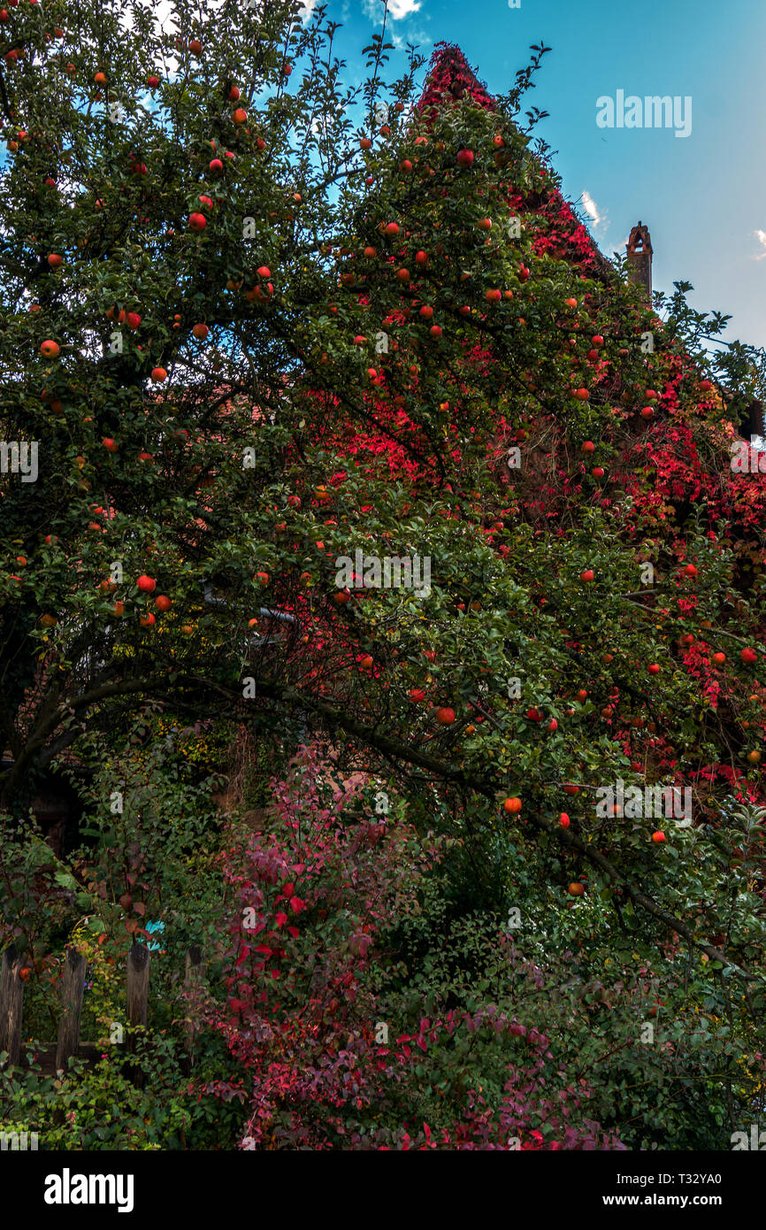 fruit garden with apple tree Stock Photo - Alamy