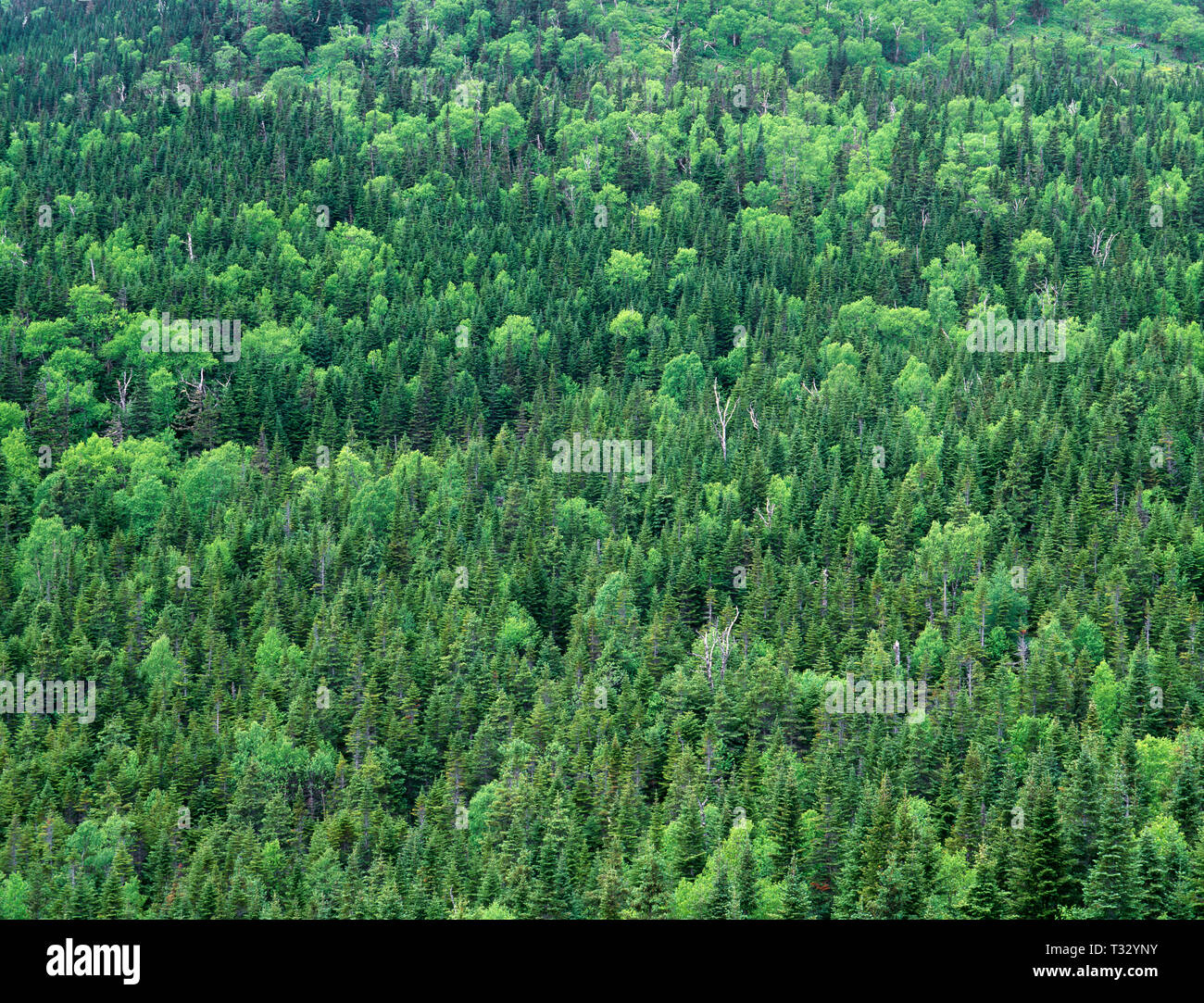 Canada boreal coniferous forest hi-res stock photography and images - Alamy