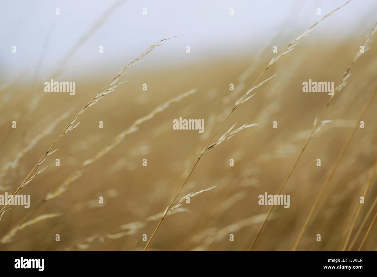 Blowing Wheat High Resolution Stock Photography and Images - Alamy