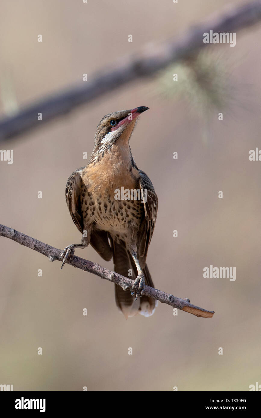 Outback birds of australiacommon australian bird hi-res stock ...