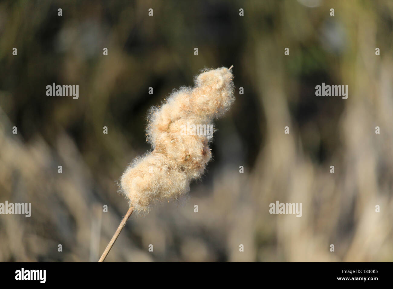 Seeds exploding hi-res stock photography and images - Alamy