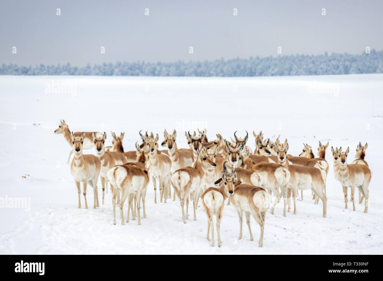 Pronghorn hi-res stock photography and images - Alamy