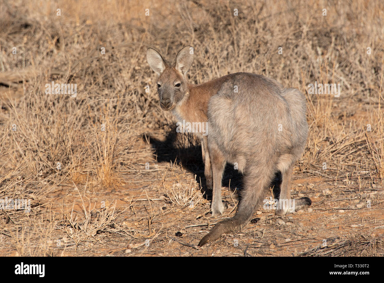 Australian native animals hi-res stock photography and images - Alamy