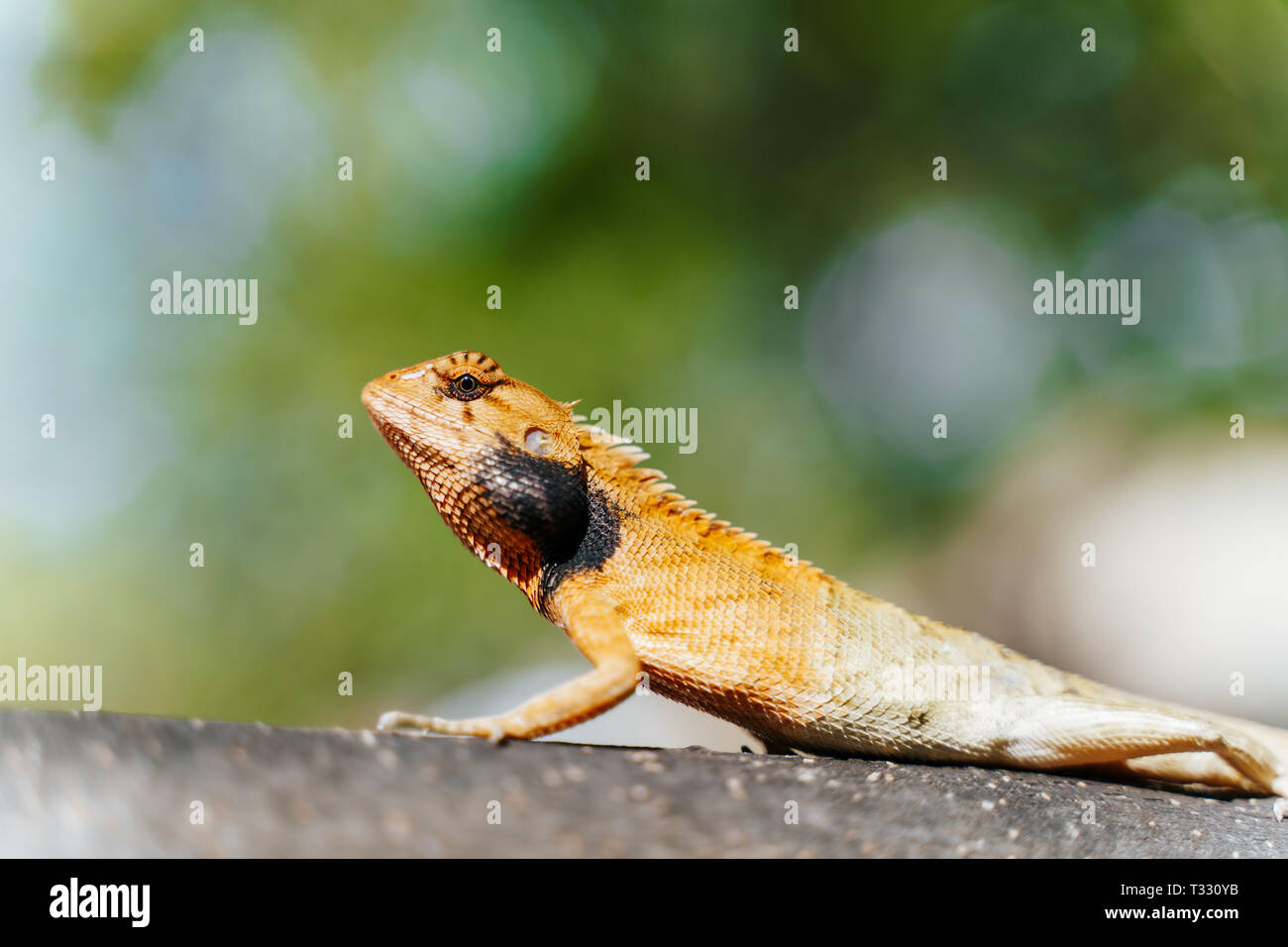 Spine lizard hi-res stock photography and images - Alamy