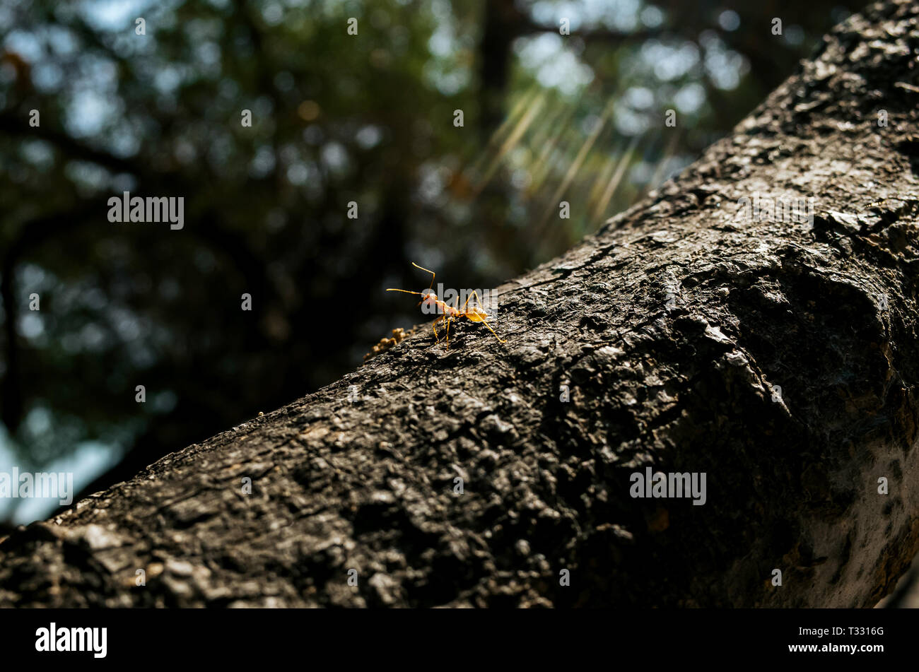 Close up weaver ants oecophylla hi-res stock photography and images - Alamy