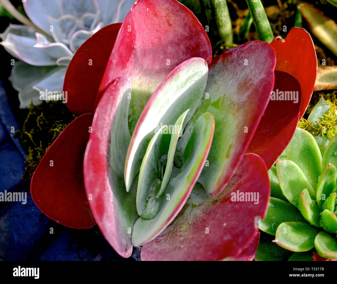 Tulips and waterfall hi-res stock photography and images - Alamy