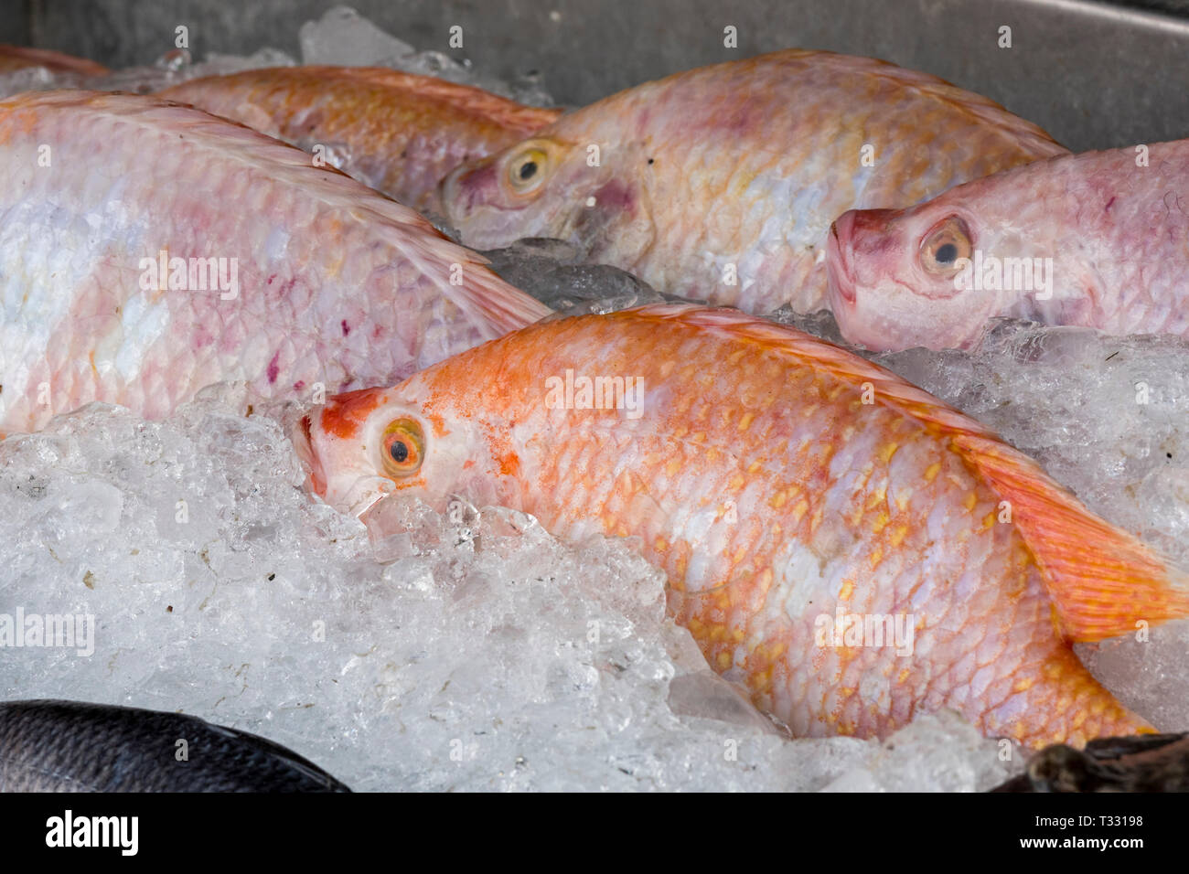 Thai fishmongers hi-res stock photography and images - Alamy