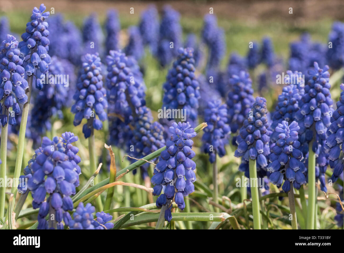 Purple bulbs hi-res stock photography and images - Alamy
