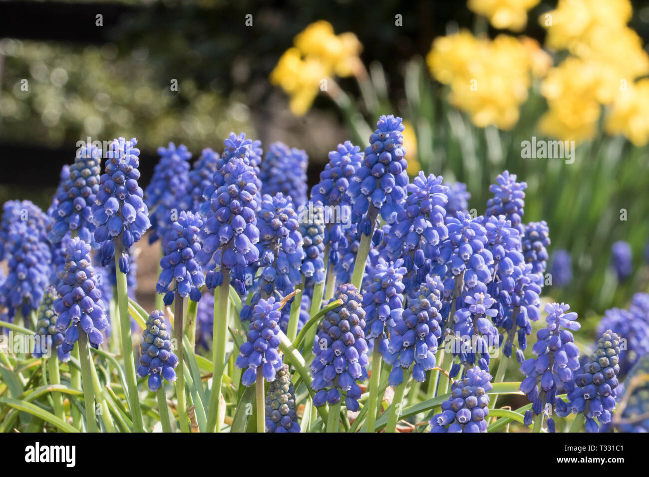 Purple Bulbs High Resolution Stock Photography and Images - Alamy