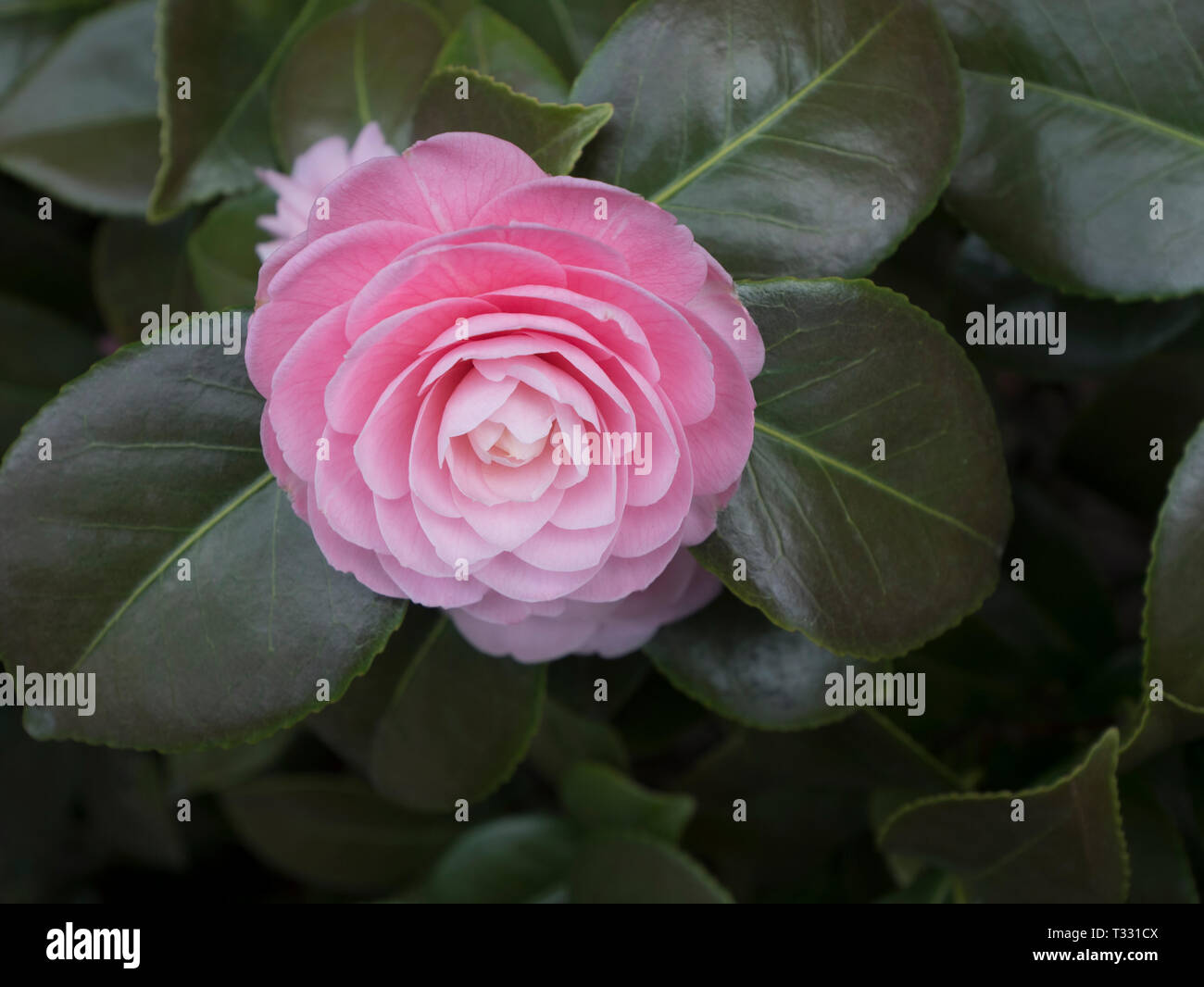 Camillia hi-res stock photography and images - Alamy