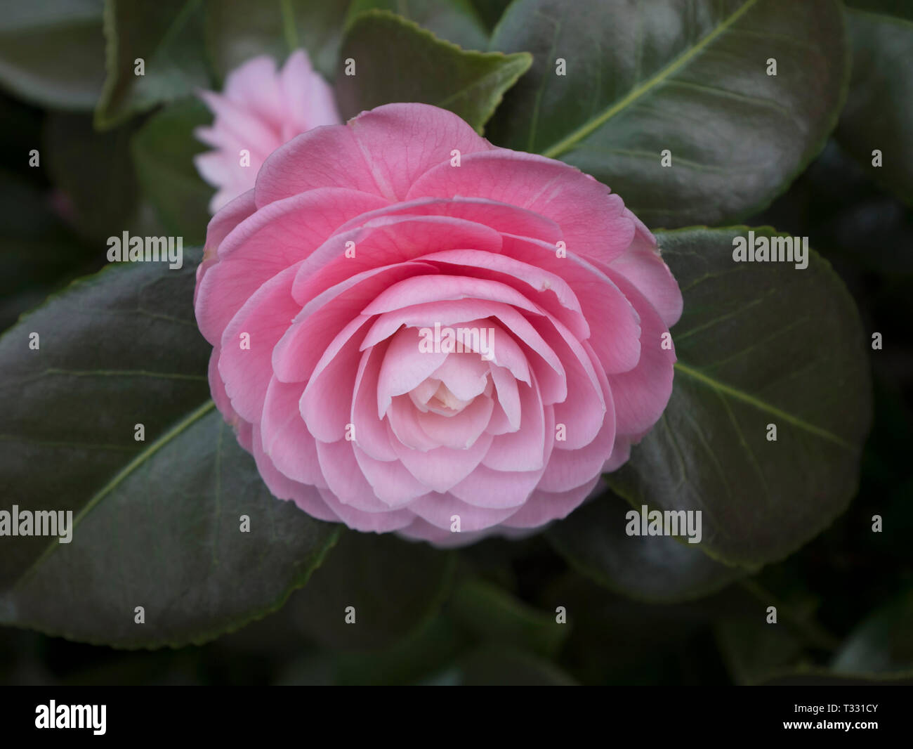 Camillia blossom hi-res stock photography and images - Alamy