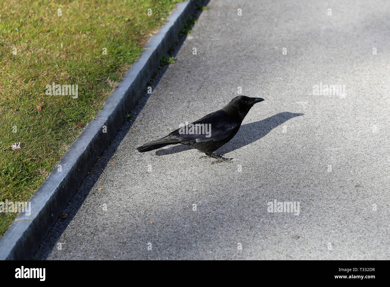 Raven bird hi-res stock photography and images - Alamy
