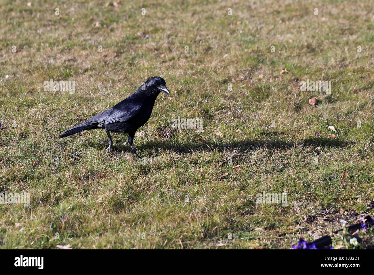 Raven bird hi-res stock photography and images - Alamy