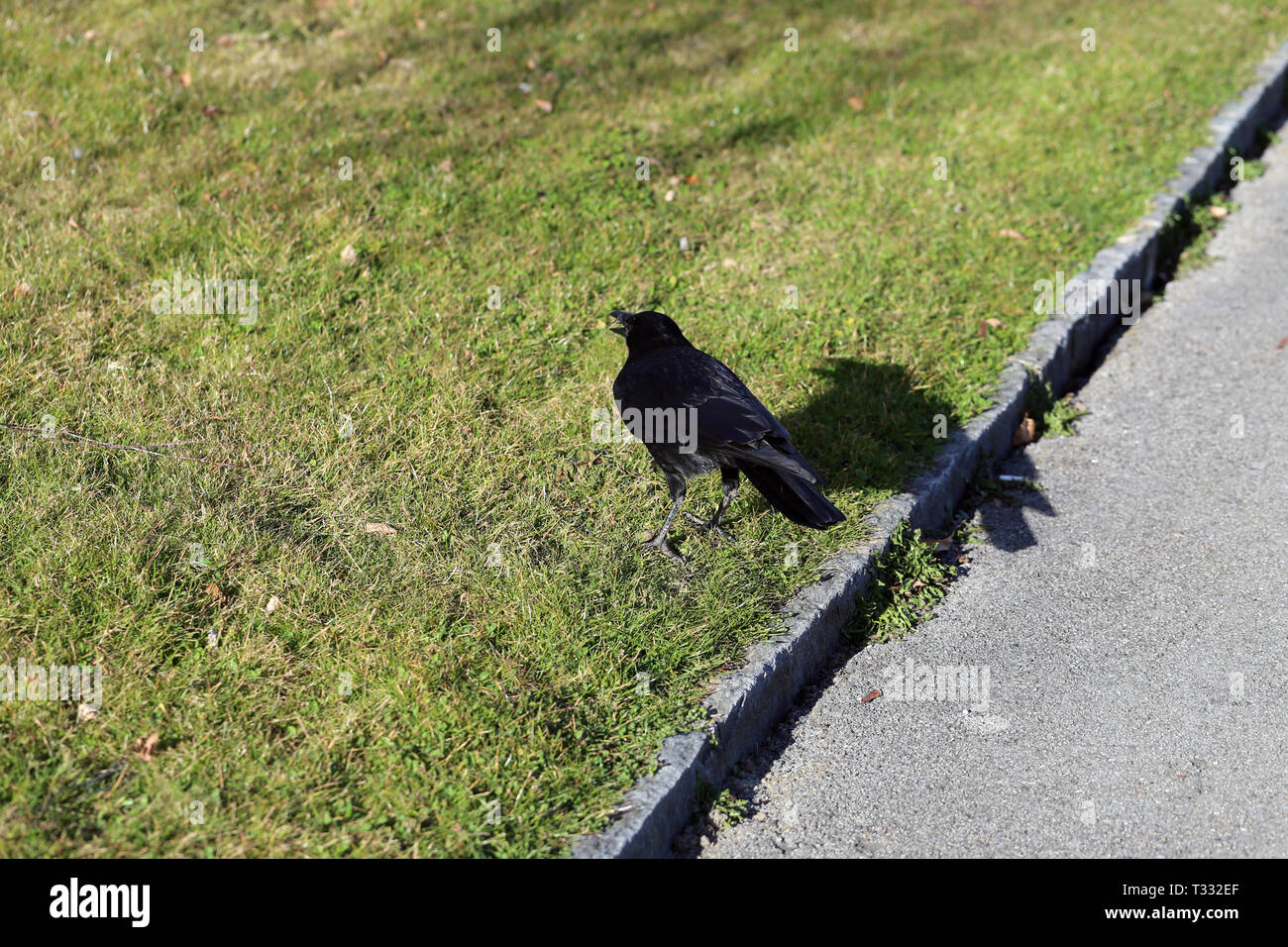 Black raven bird walking on a grassy field in Nyon, Switzerland. In the ...