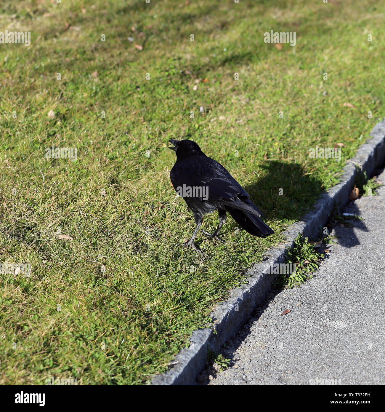 Nature park outdoor sunny bird grass hi-res stock photography and ...