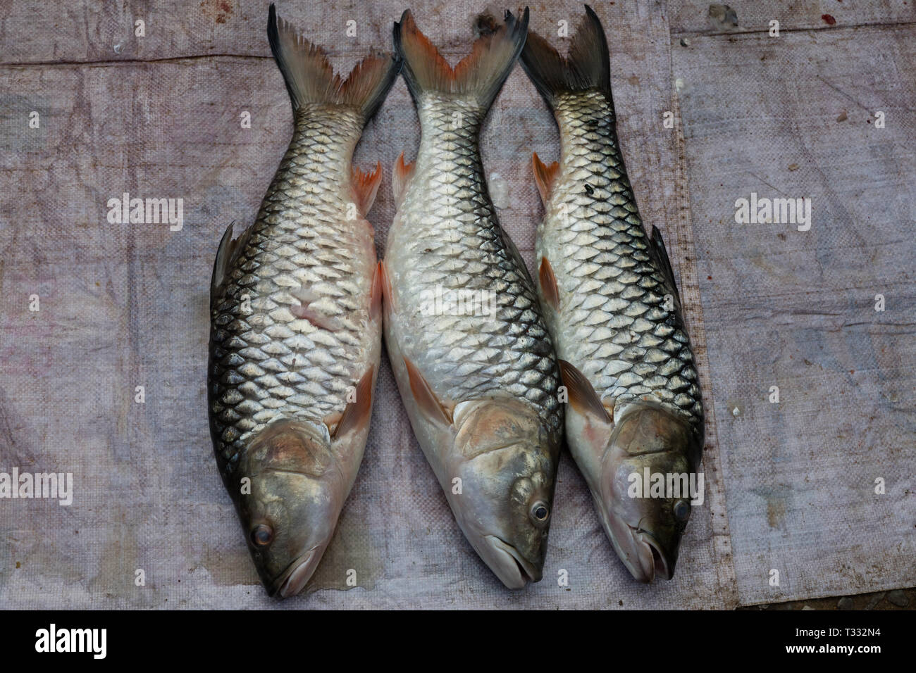 Fish exposed in open market Stock Photo - Alamy